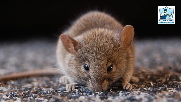 Pest Control Dubai | Pest Control Service Dubai | Dubai Pest Control