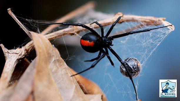 Pest Control Dubai | Pest Control Service Dubai | Dubai Pest Control